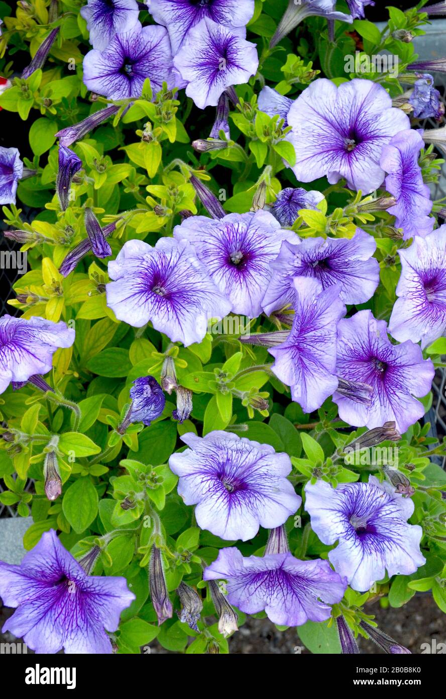 Starburst flowers hi-res stock photography and images - Alamy