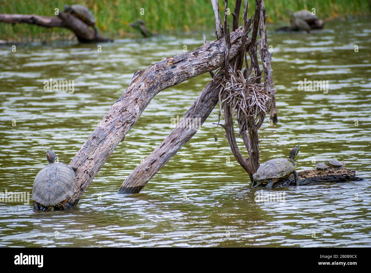 Texas swamp animals hi-res stock photography and images - Alamy