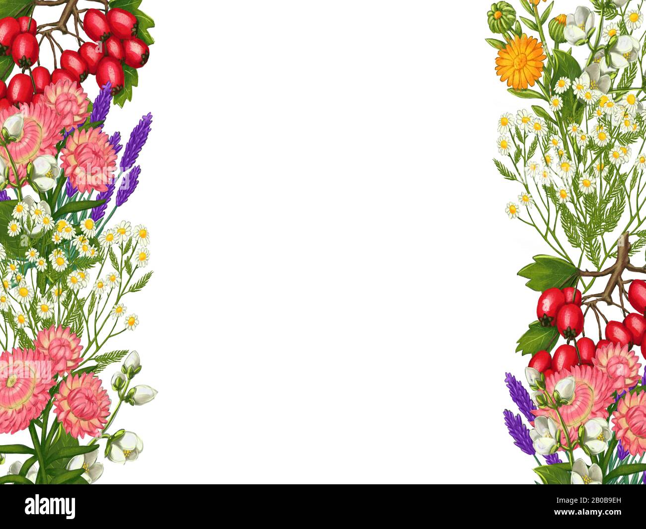 Hand drawn medicinal plant frame. Healing herbs border. isolated on ...