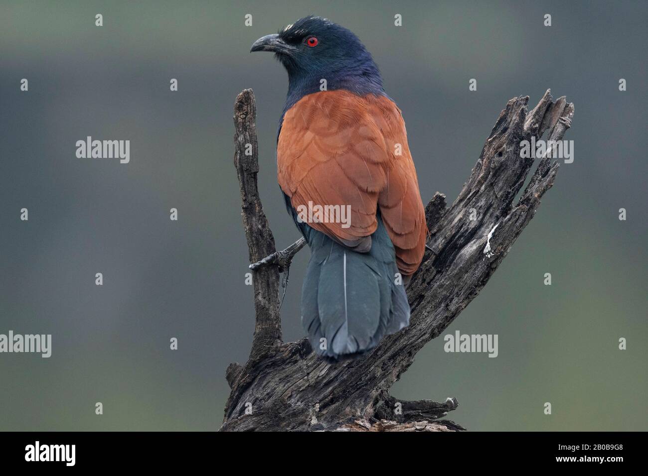 Greater coucal hi-res stock photography and images - Alamy