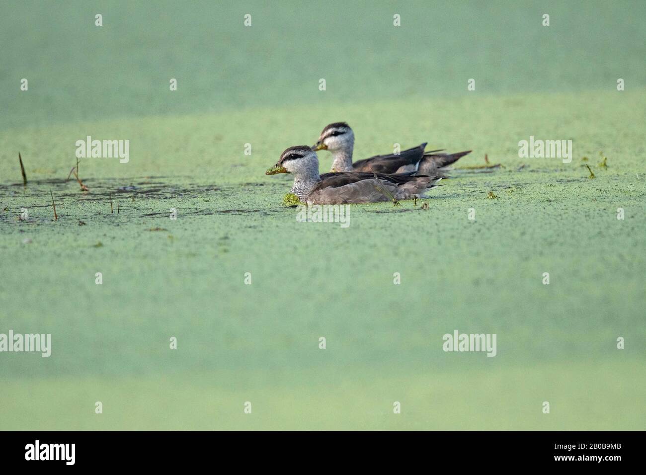 Green pygmy goose hi-res stock photography and images - Alamy