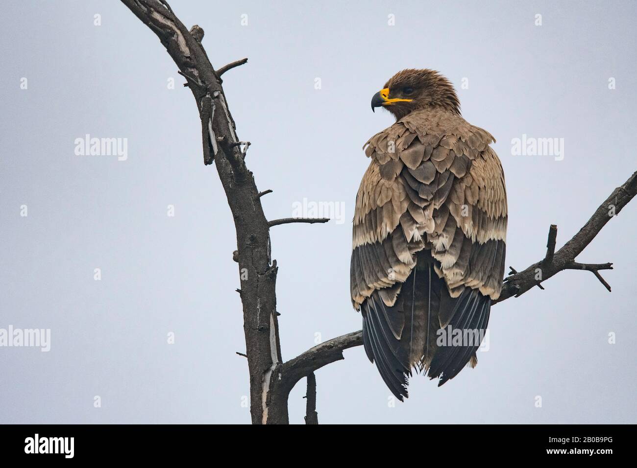 Keoladeo National Park, Bharatpur, Rajasthan, India. Steppe Eagle ...
