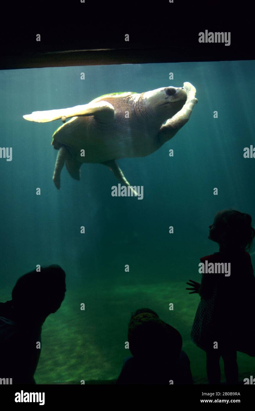 GERMANY, DUSSELDORF, NORDPARK, AQUA ZOO, PEOPLE WATCHING TURTLE Stock ...