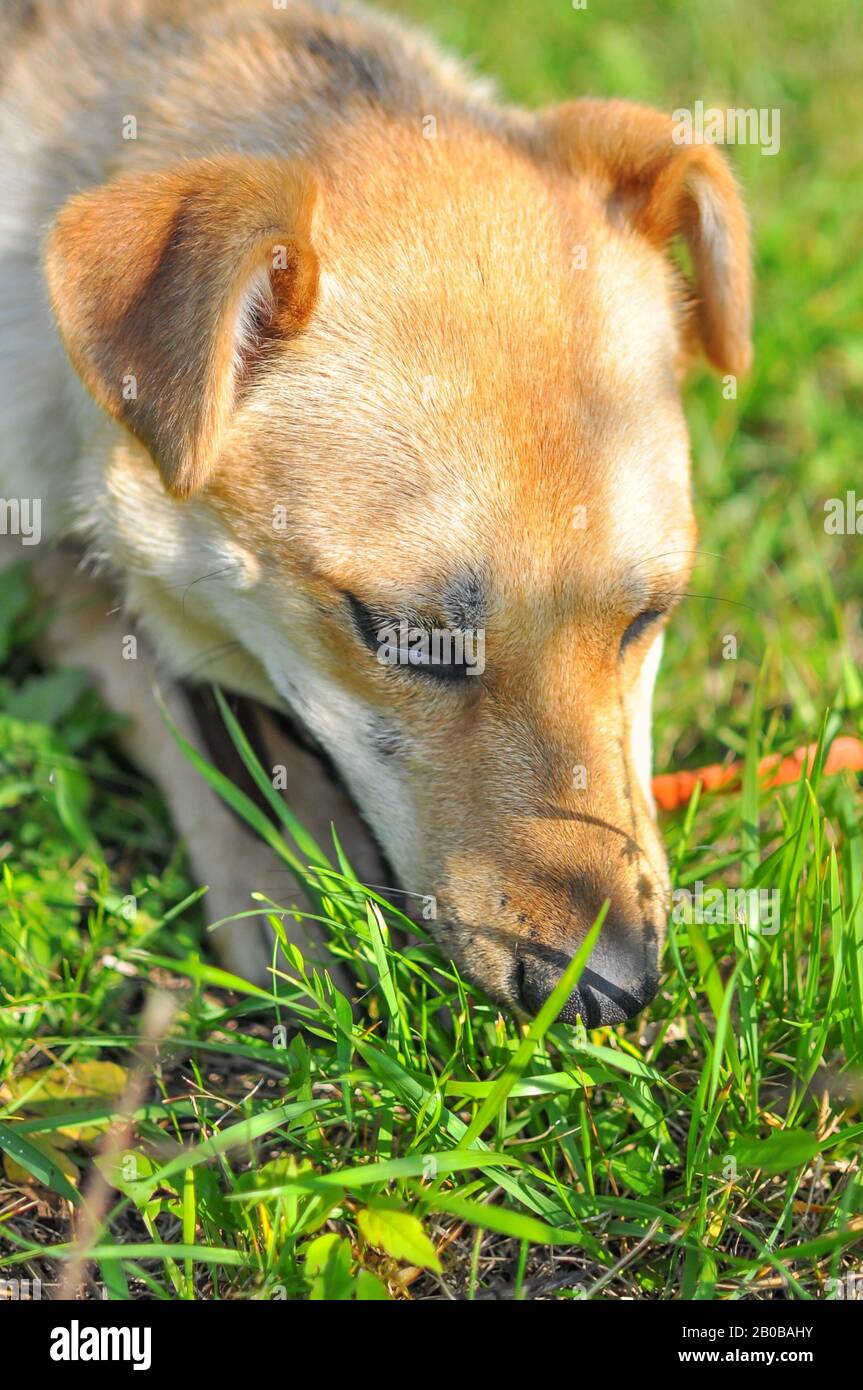 The dog is intently sniffing some scent that has attracted its ...
