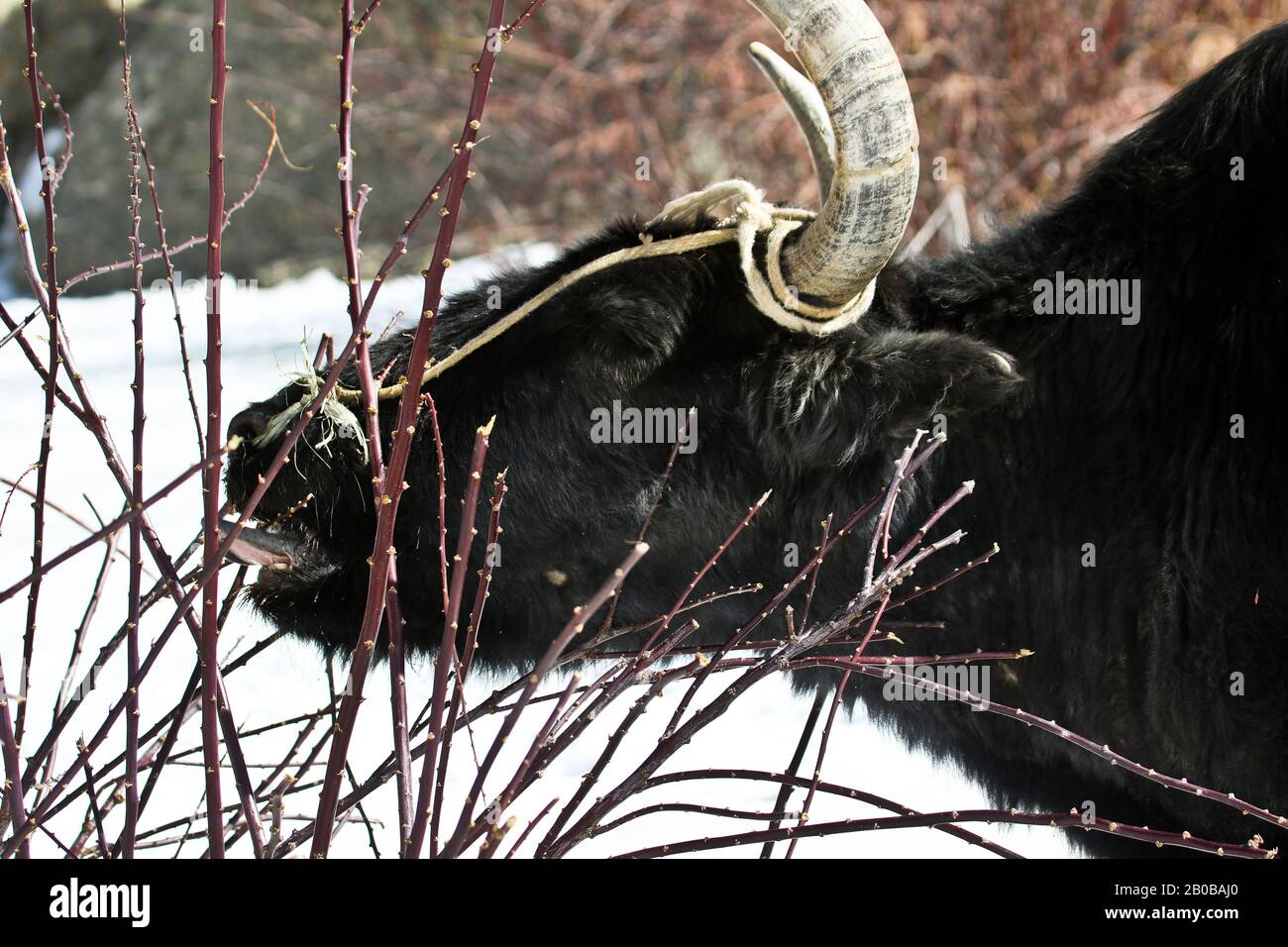 Domestic Yak eating(Bos mutus gruniens), Rumbak valley. Hemis National ...