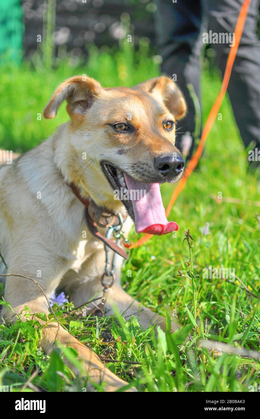 What Breed Of Dog Has Yellow Eyes