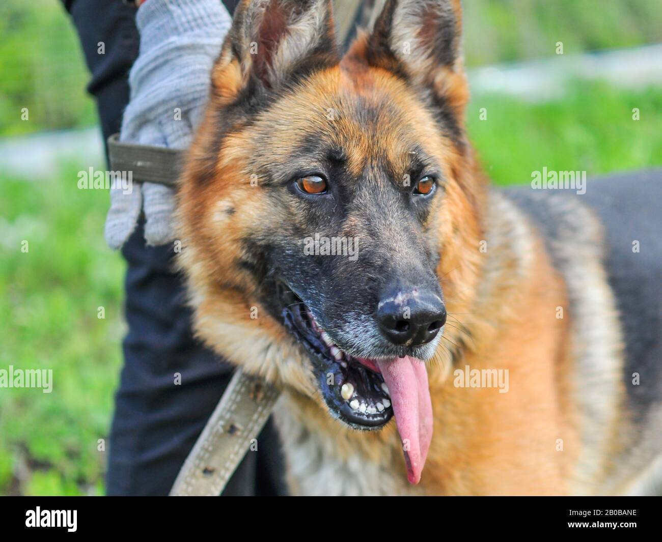 Close-up of a beautiful German shepherd with an open mouth and a ...