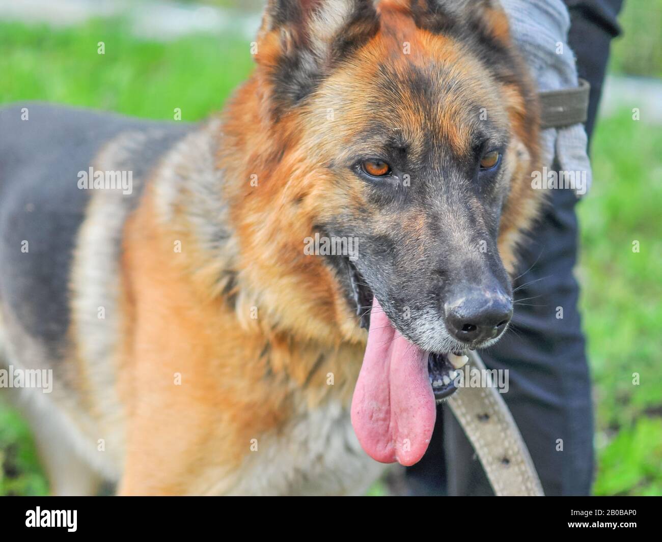 German shepherd close up hi-res stock photography and images - Alamy