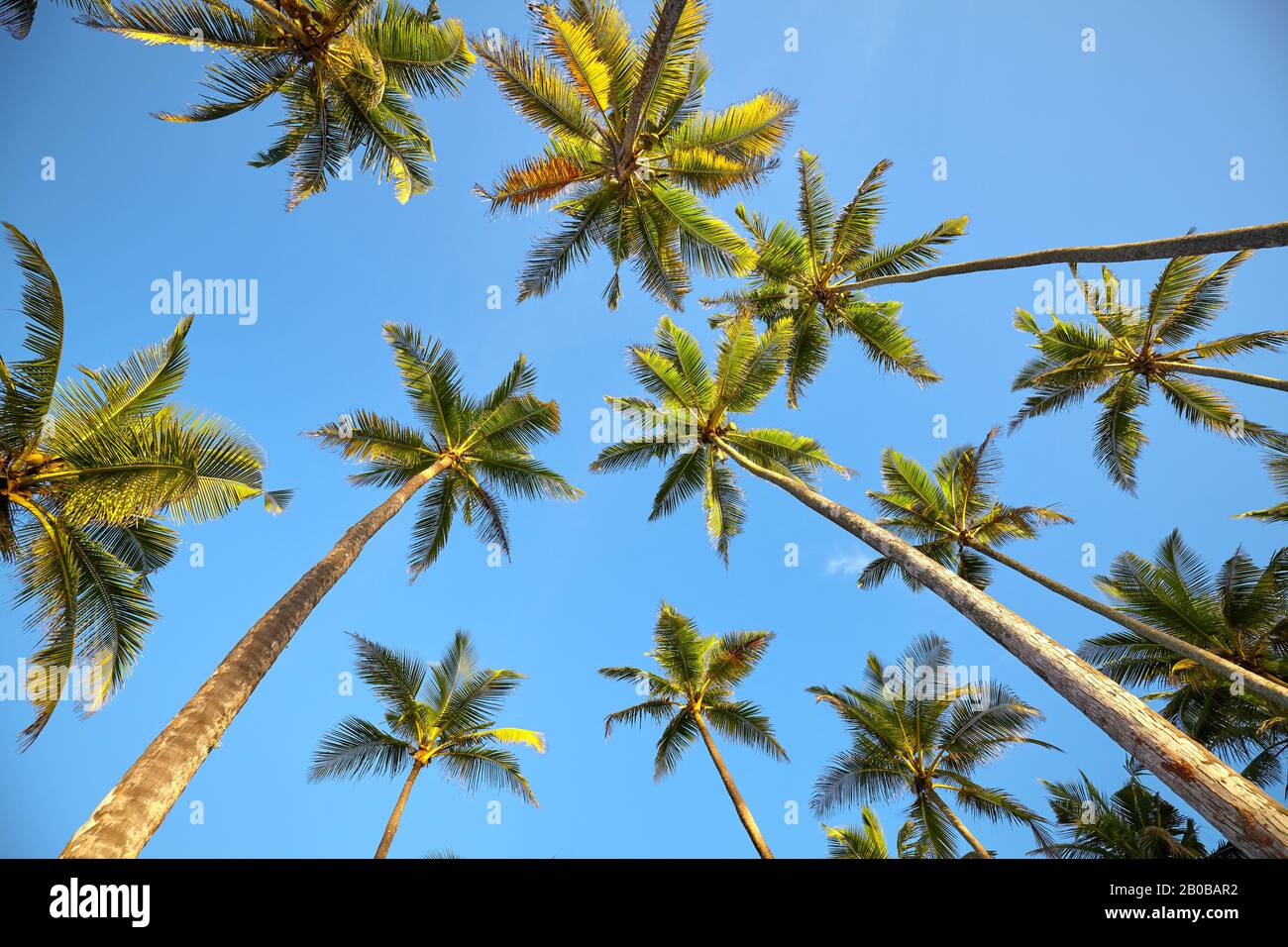 Palm Trees Looking Up