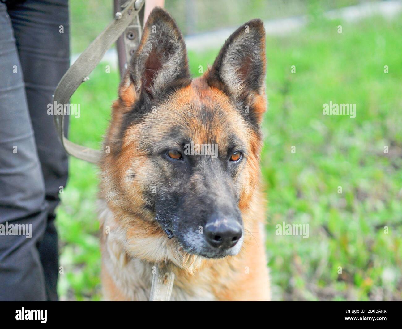 German shepherd close up hi-res stock photography and images - Alamy