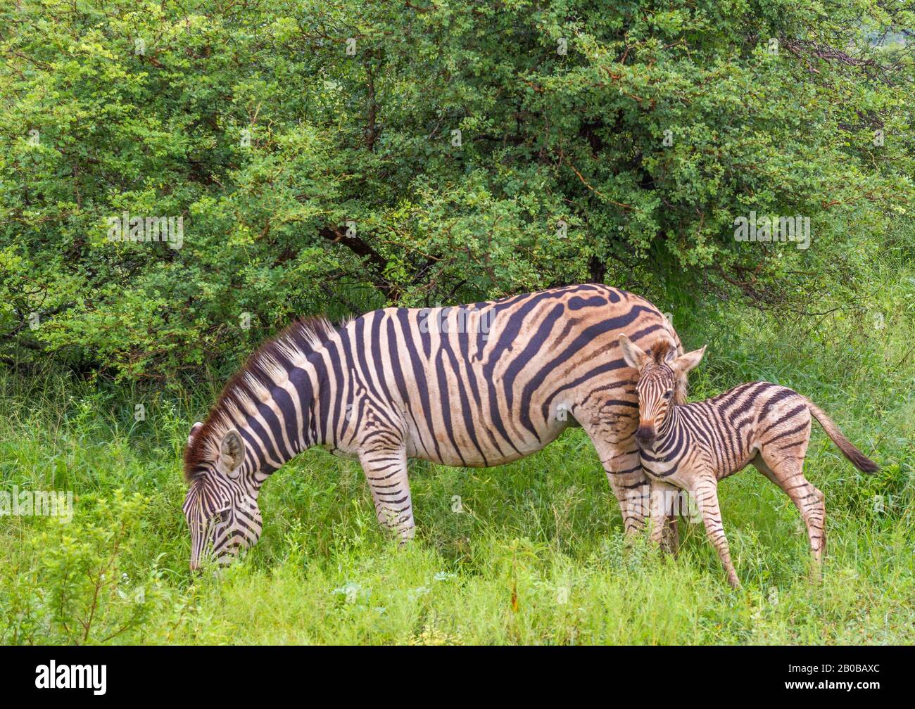 Interplay between a Burchell's zebra mare and her foal - motherhood in nature image in ...