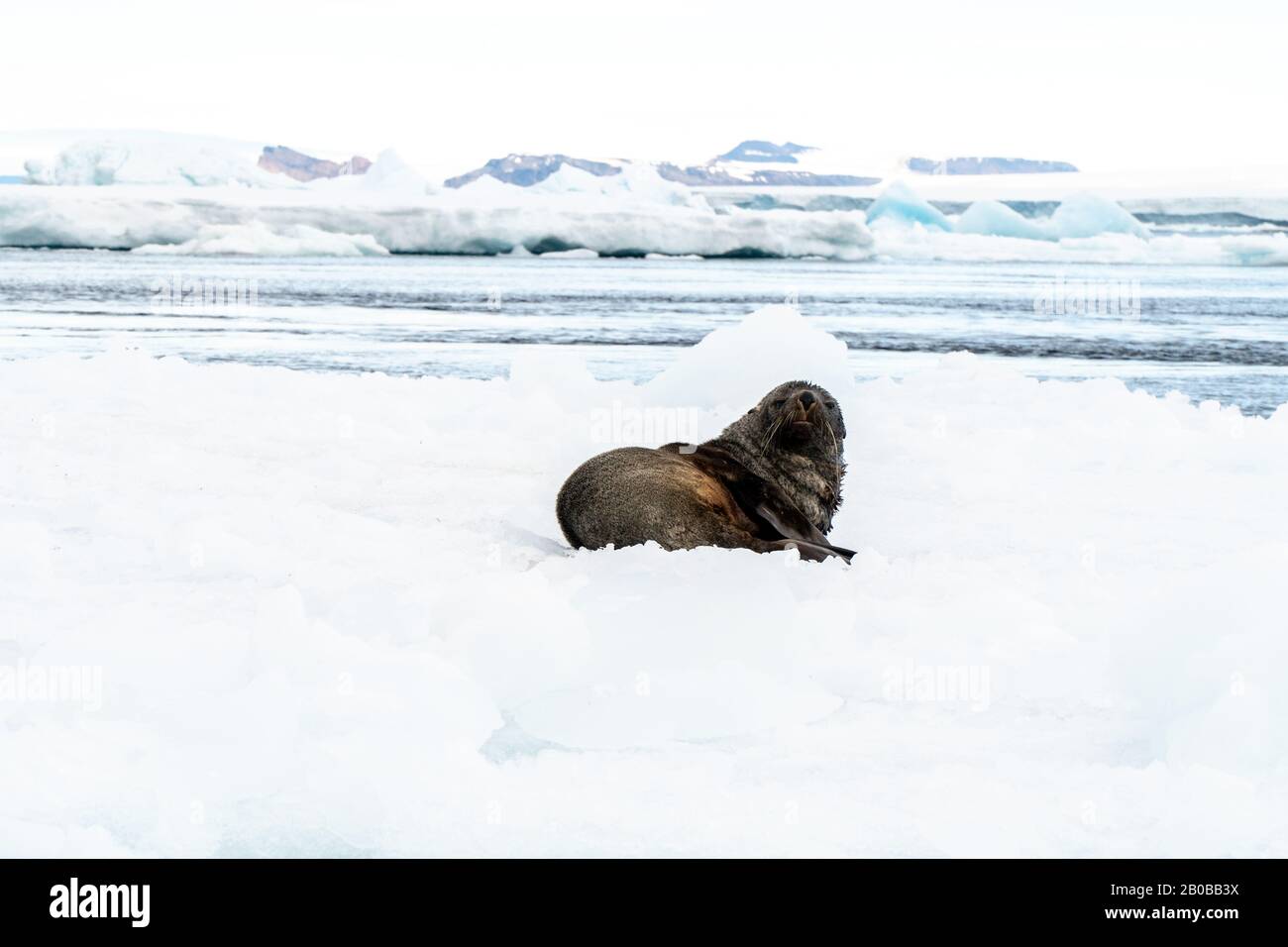 Antarctic fur seals (Arctocephalus gazella) on pack ice. The Antarctic ...
