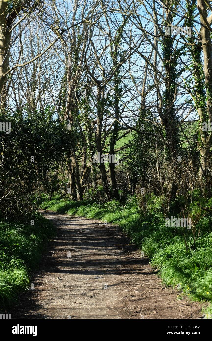 Illogan Woods, Cornwall Stock Photo - Alamy