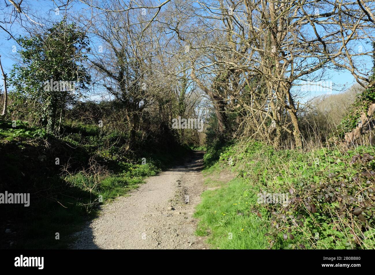 Illogan Woods, Cornwall Stock Photo - Alamy