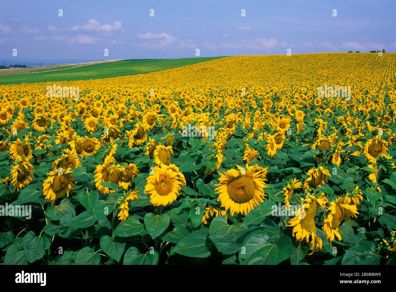 Sunflower fields field sunflowers hi-res stock photography and images ...