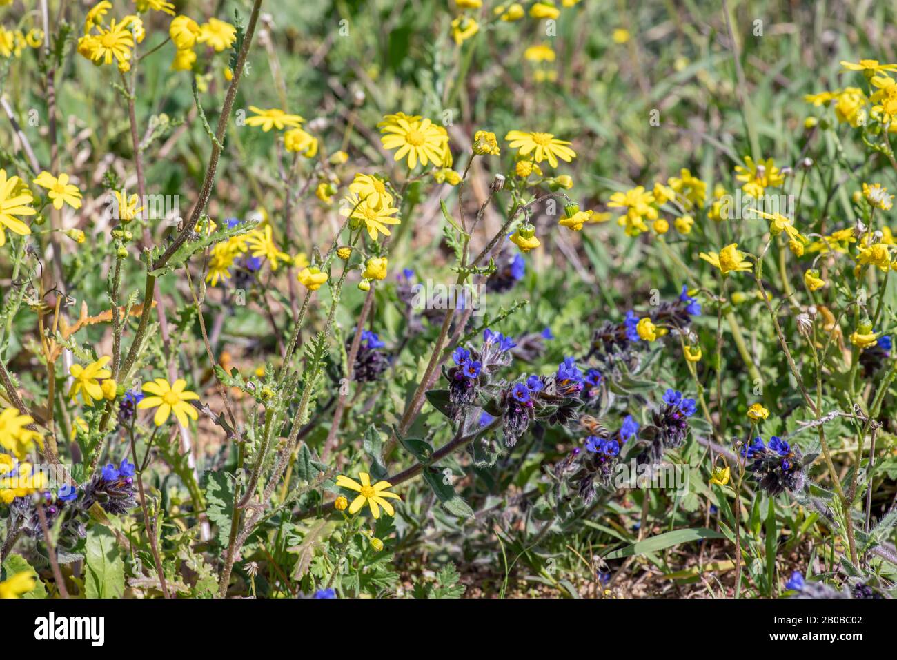 Blooming wild yellow flowers hi-res stock photography and images - Alamy