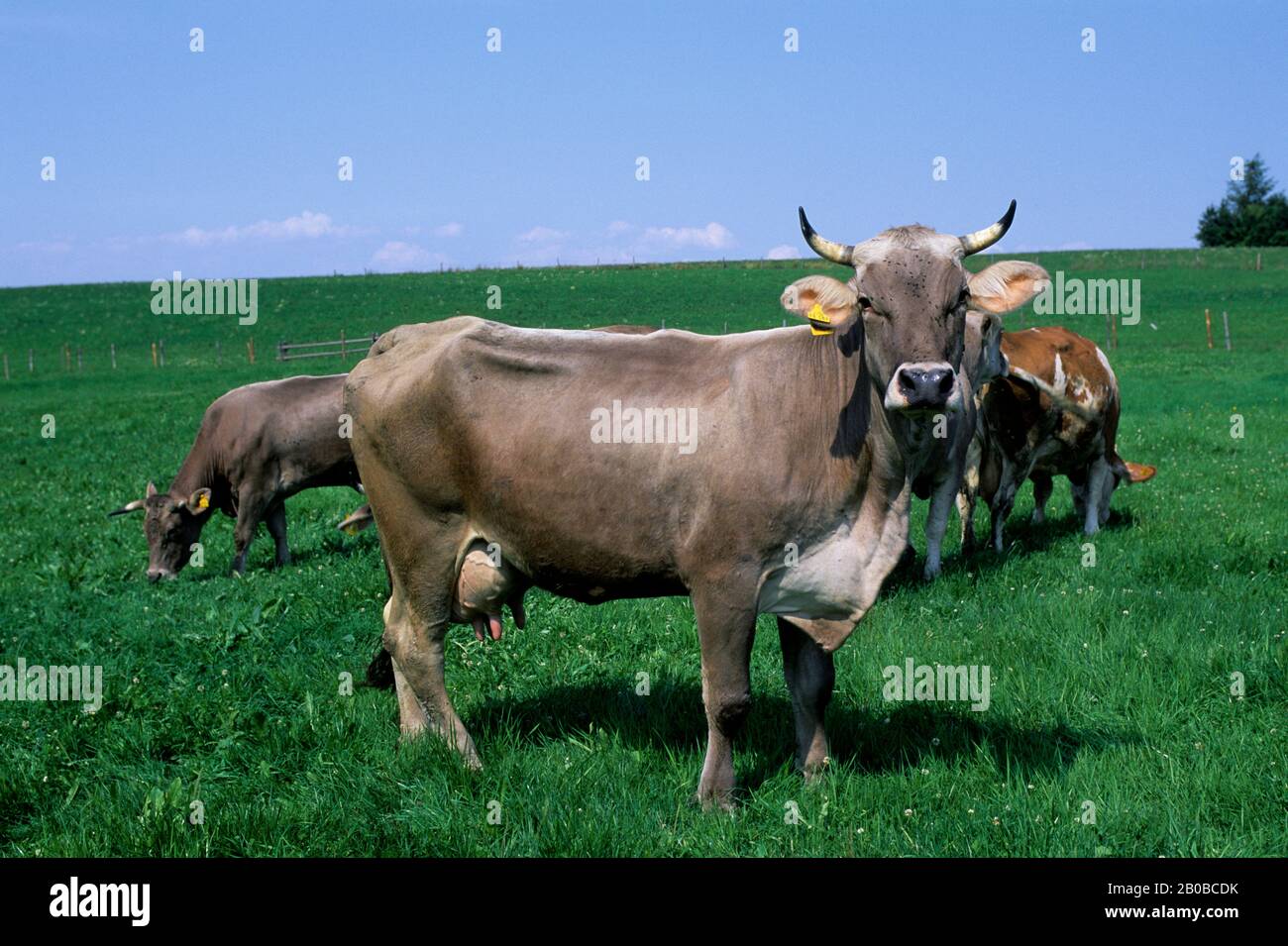 Cow insects hi-res stock photography and images - Alamy
