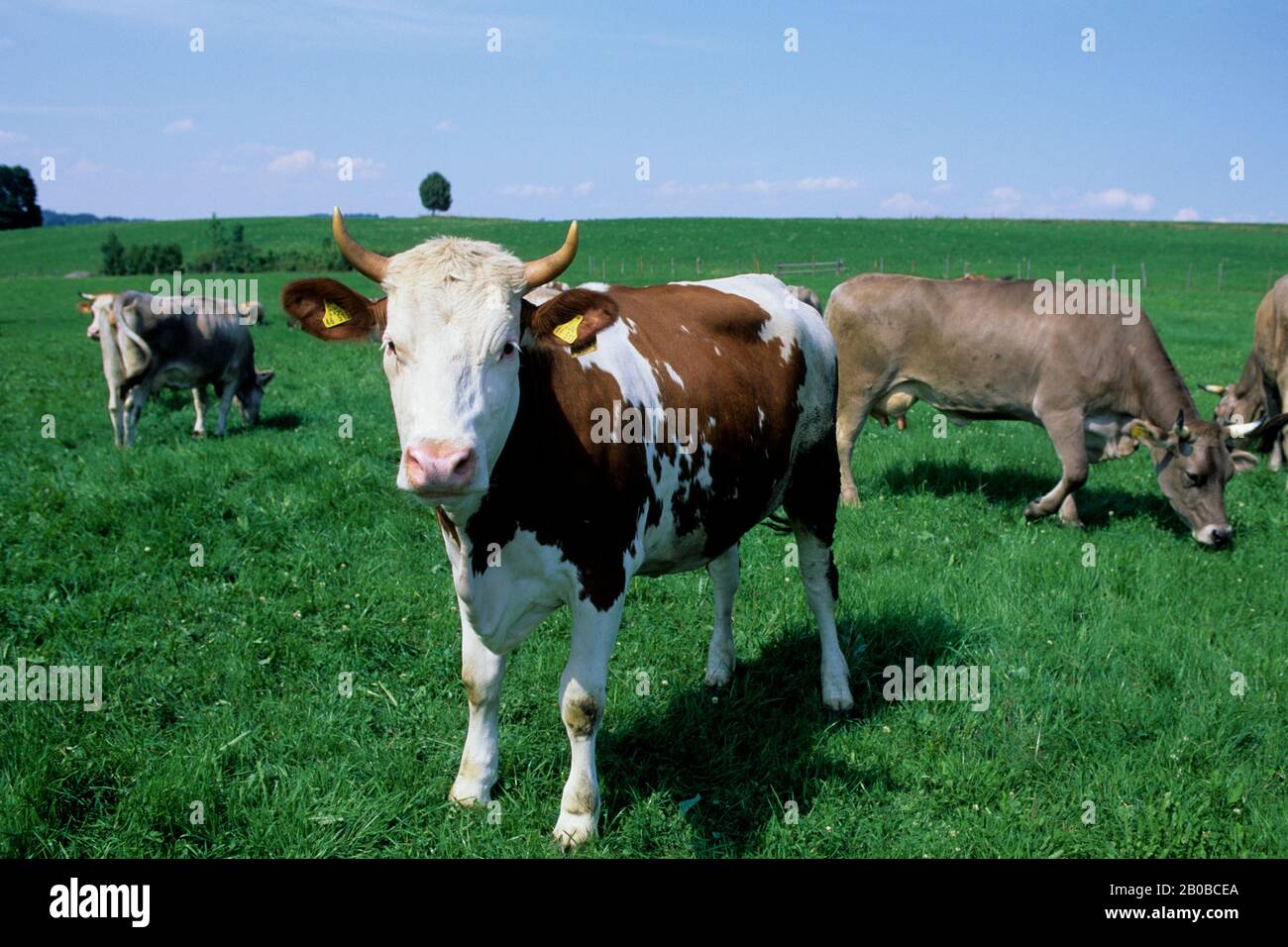 Grazing cows germany hi-res stock photography and images - Alamy