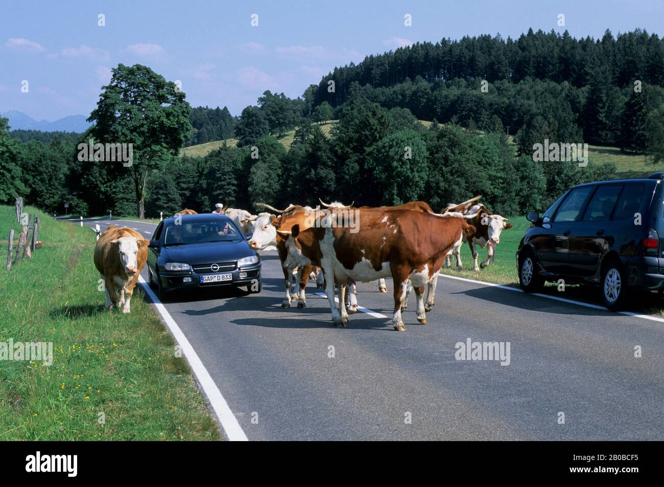 Cows on road hi-res stock photography and images - Alamy