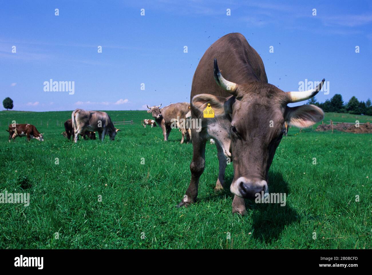 Cow insects hi-res stock photography and images - Alamy