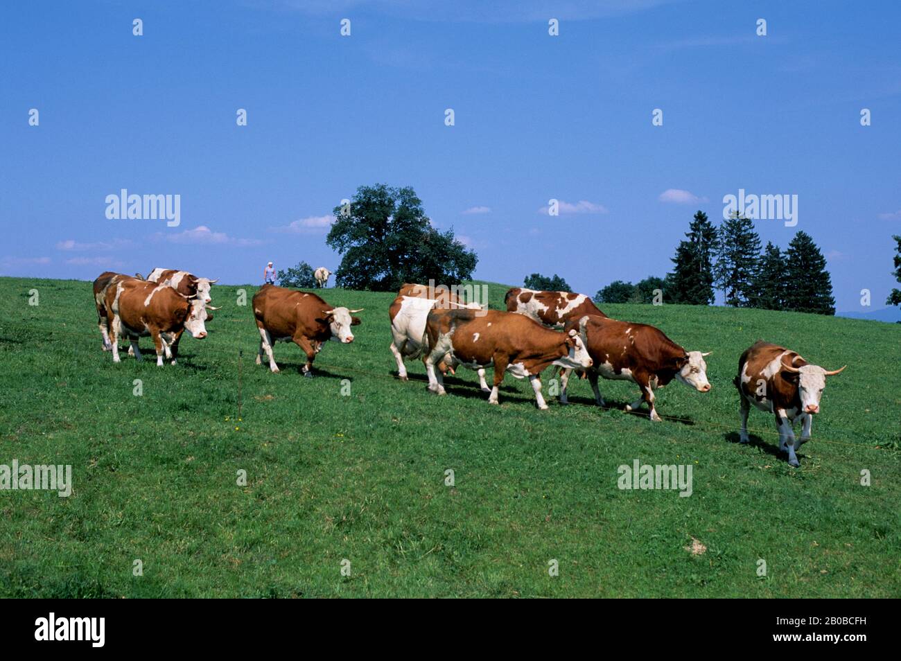 GERMANY, BAVARIA, COWS IN PASTURE, CATTLE Stock Photo - Alamy