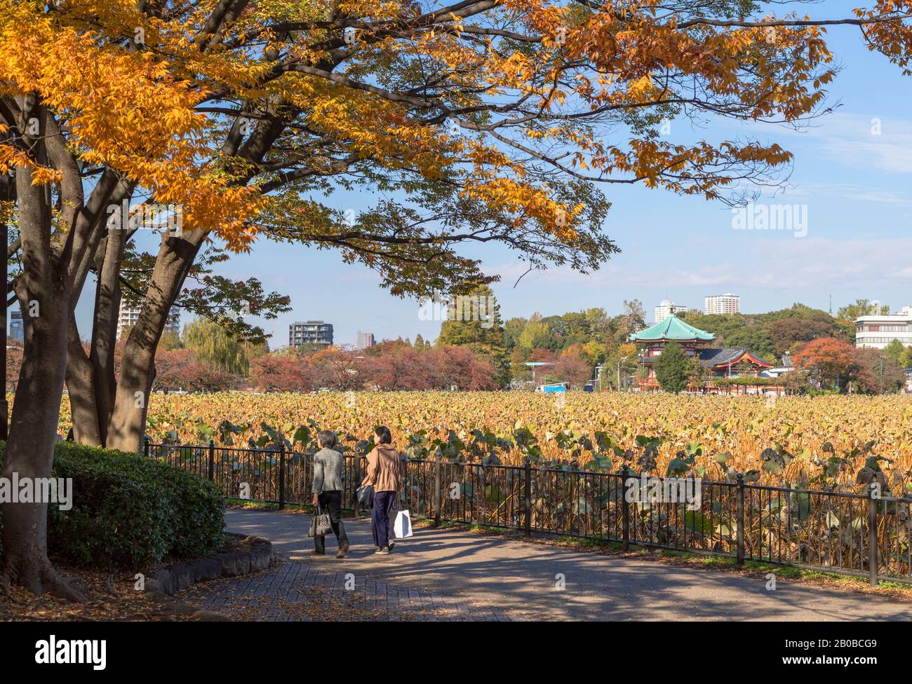 Shinobazu pond in Ueno Park, Tokyo, Japan Stock Photo - Alamy