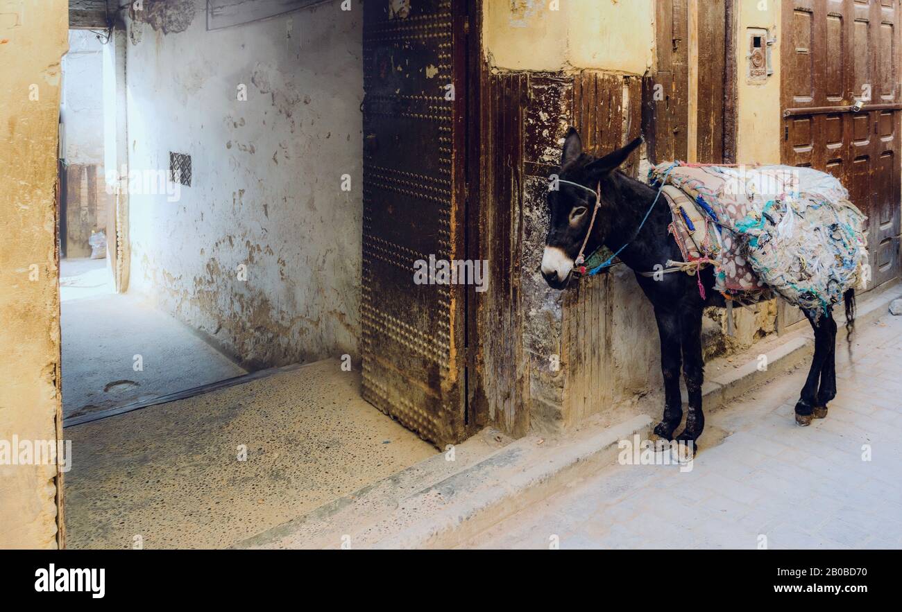 A pack donkey wearing homemade back padding, is tied to an old wall ...