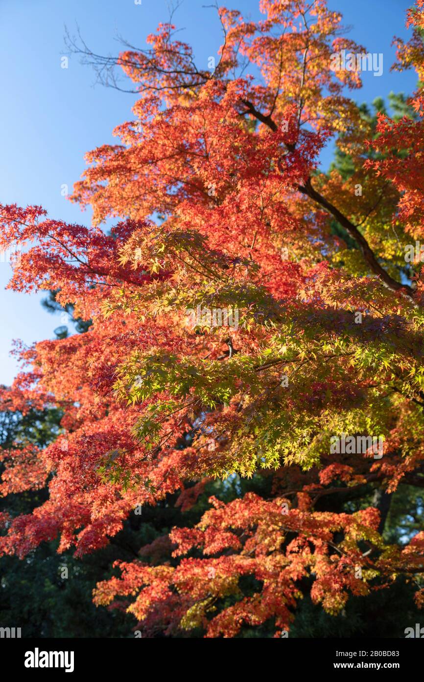 Japanese maple trees with autumn colours at Nagoya Castle, Nagoya ...
