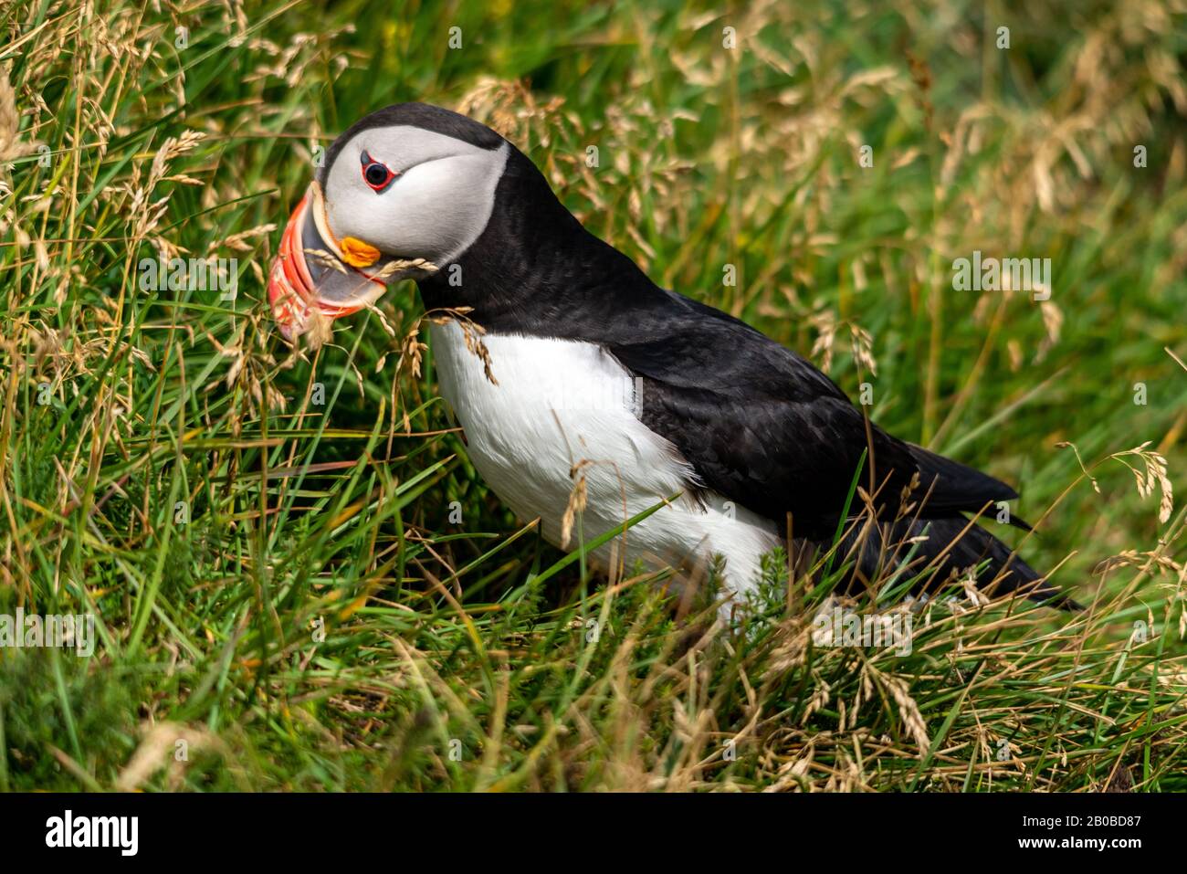 The Atlantic puffin, also known as the common puffin Stock Photo - Alamy