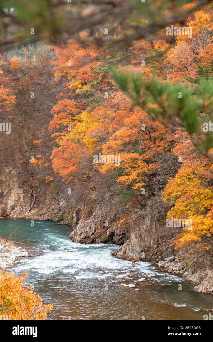 Autumnal trees along Sho River, Ogimachi, Shirakawa-go, Toyama ...