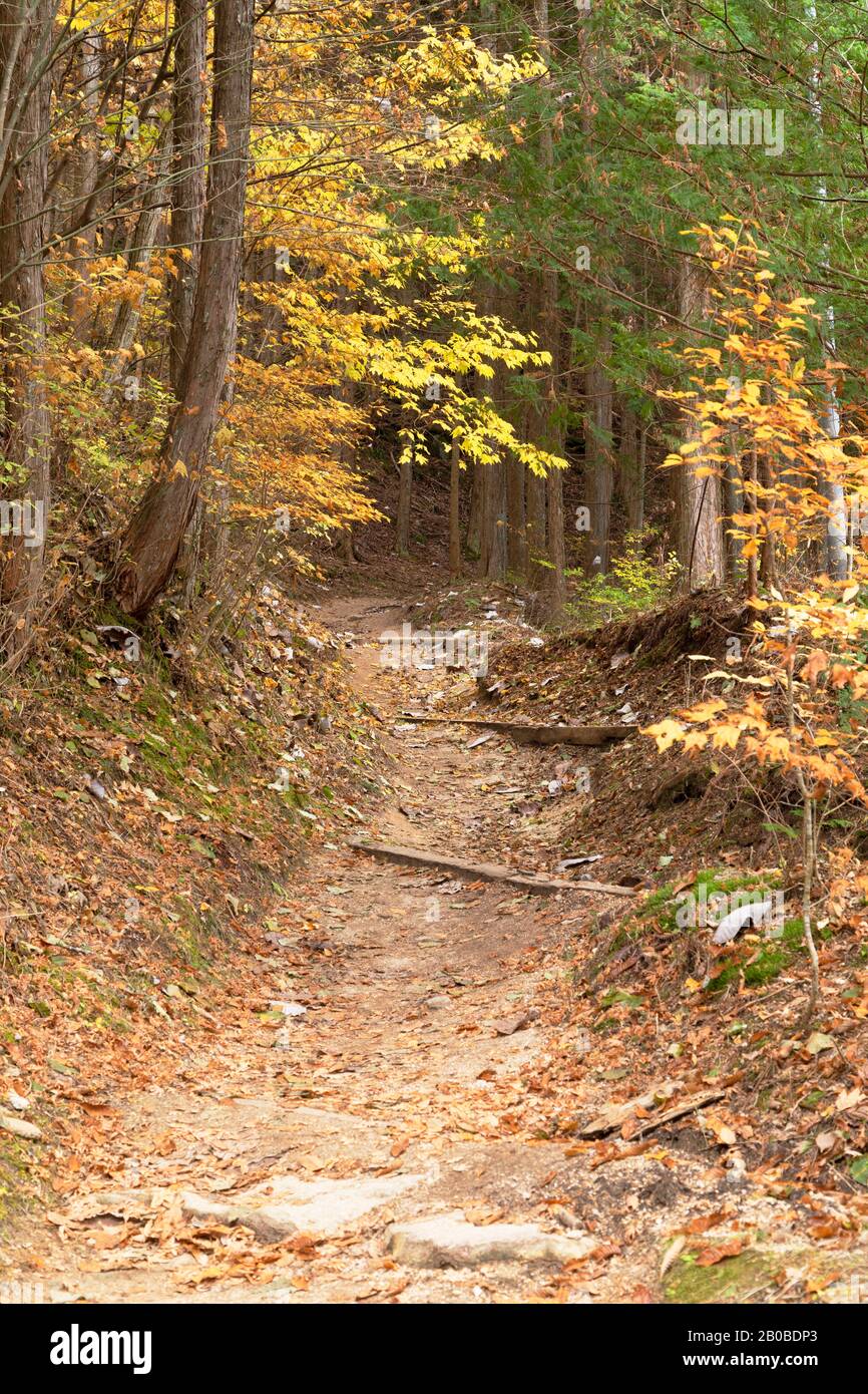 Path through forest on Nakasendo Way, Magome, Gifu Prefecture, Japan ...