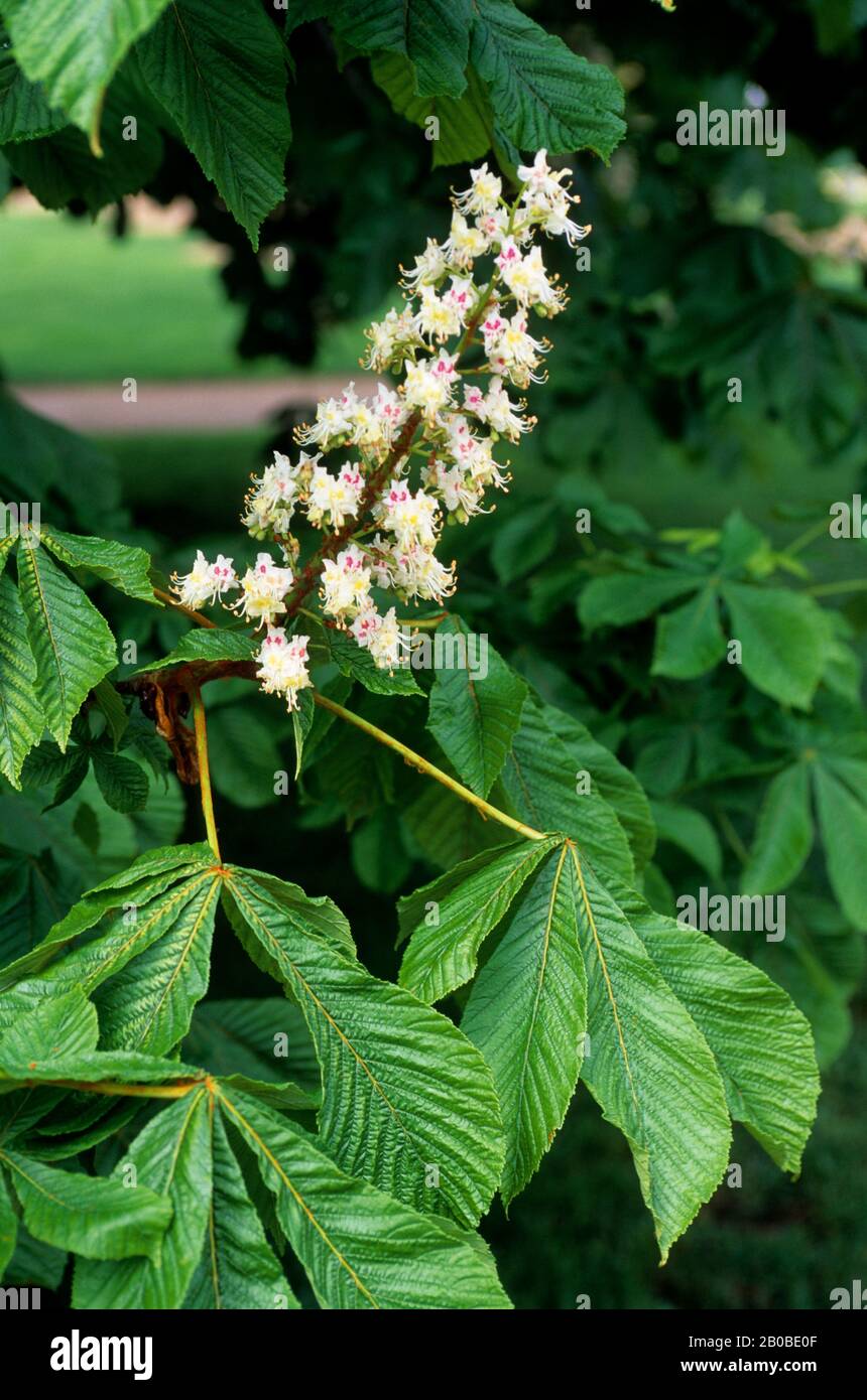 Chestnut tree flower hi-res stock photography and images - Alamy