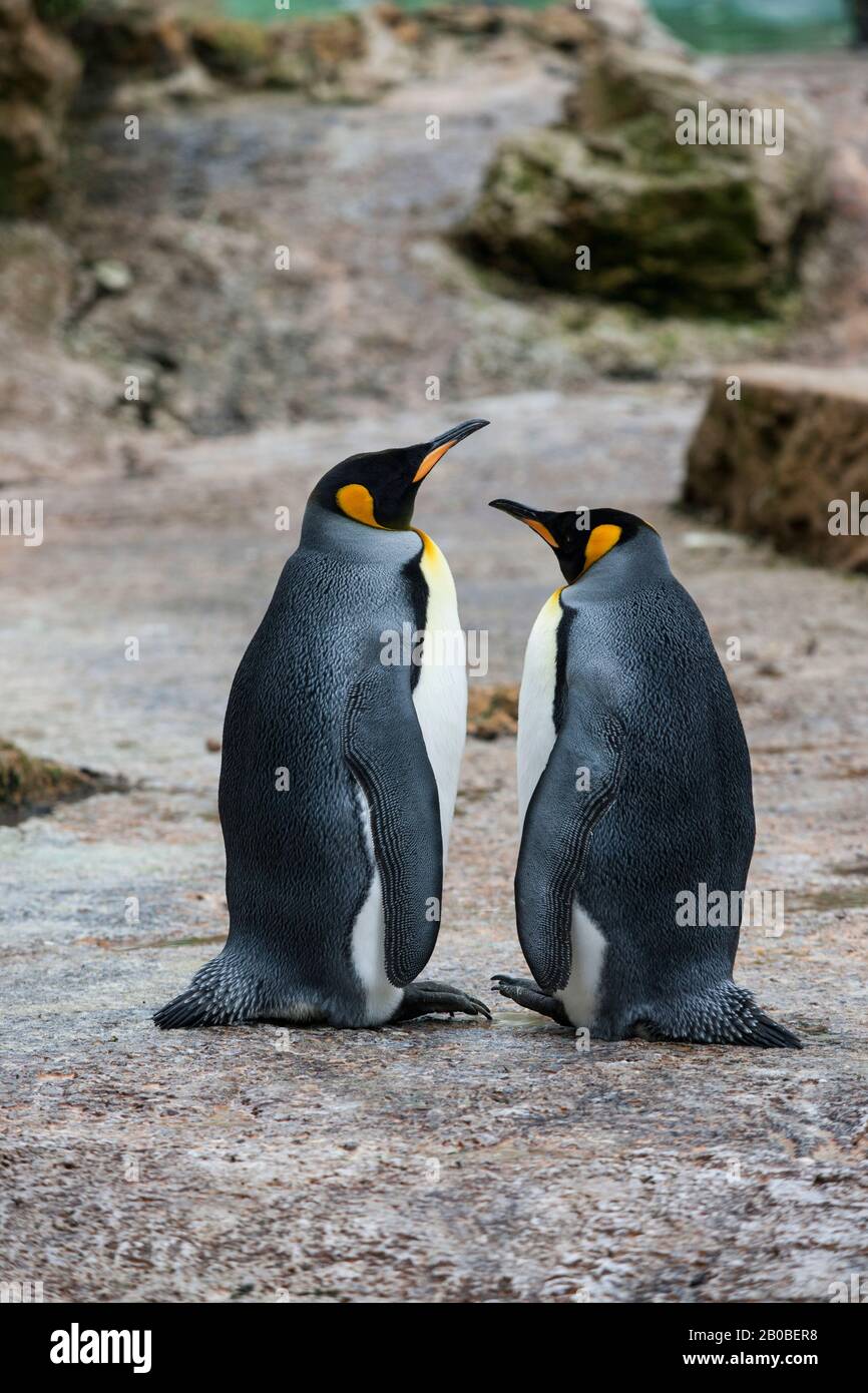 King Penguin Eating Small Fish