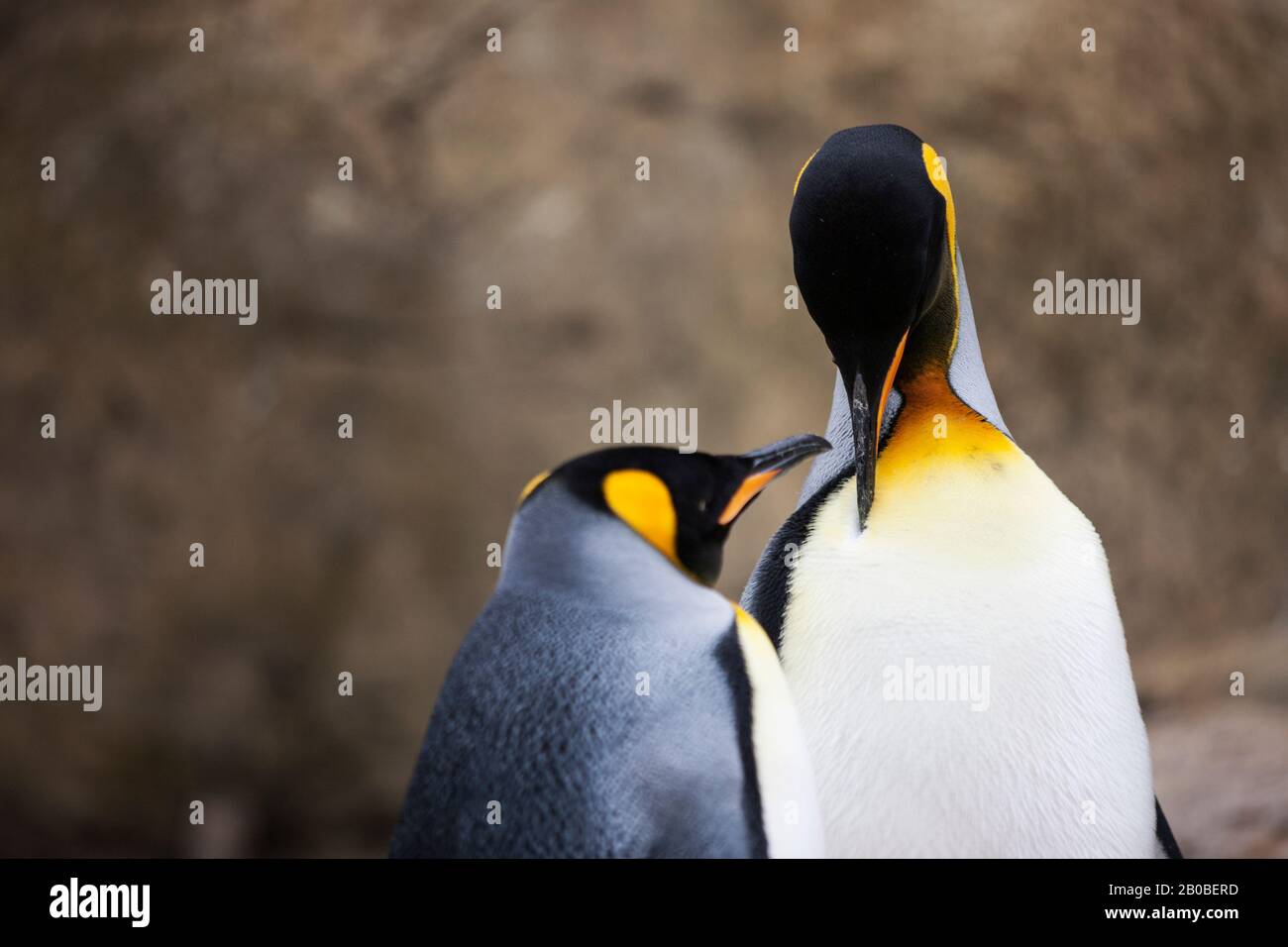 King Penguins. Captive Stock Photo - Alamy
