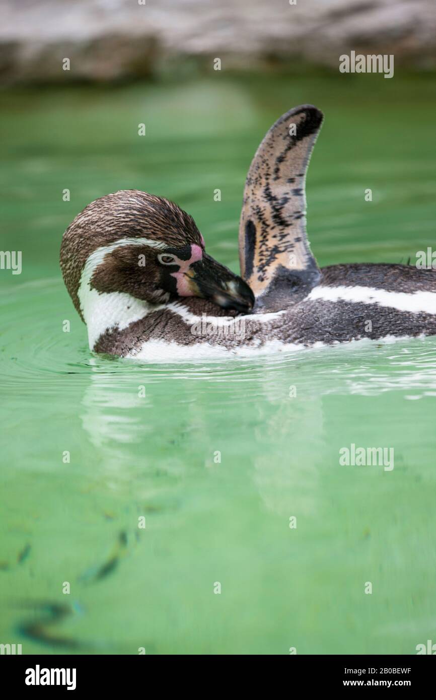 17 species of penguin hi-res stock photography and images - Alamy
