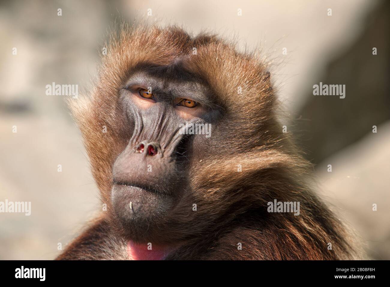 Gelada Baboon - Theropithecus gelada, beautiful ground primate from ...