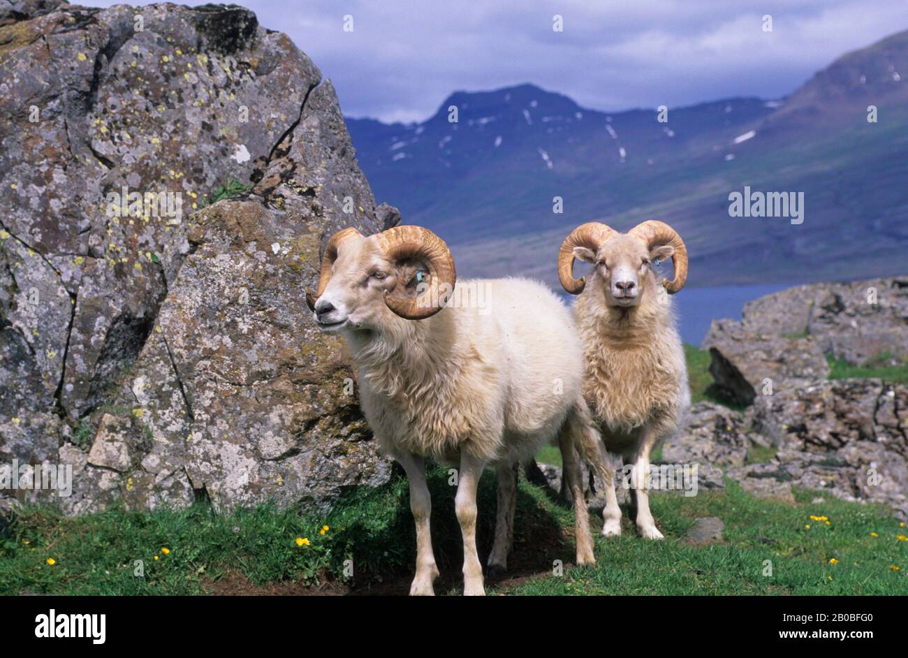 Icelandic ram hi-res stock photography and images - Alamy
