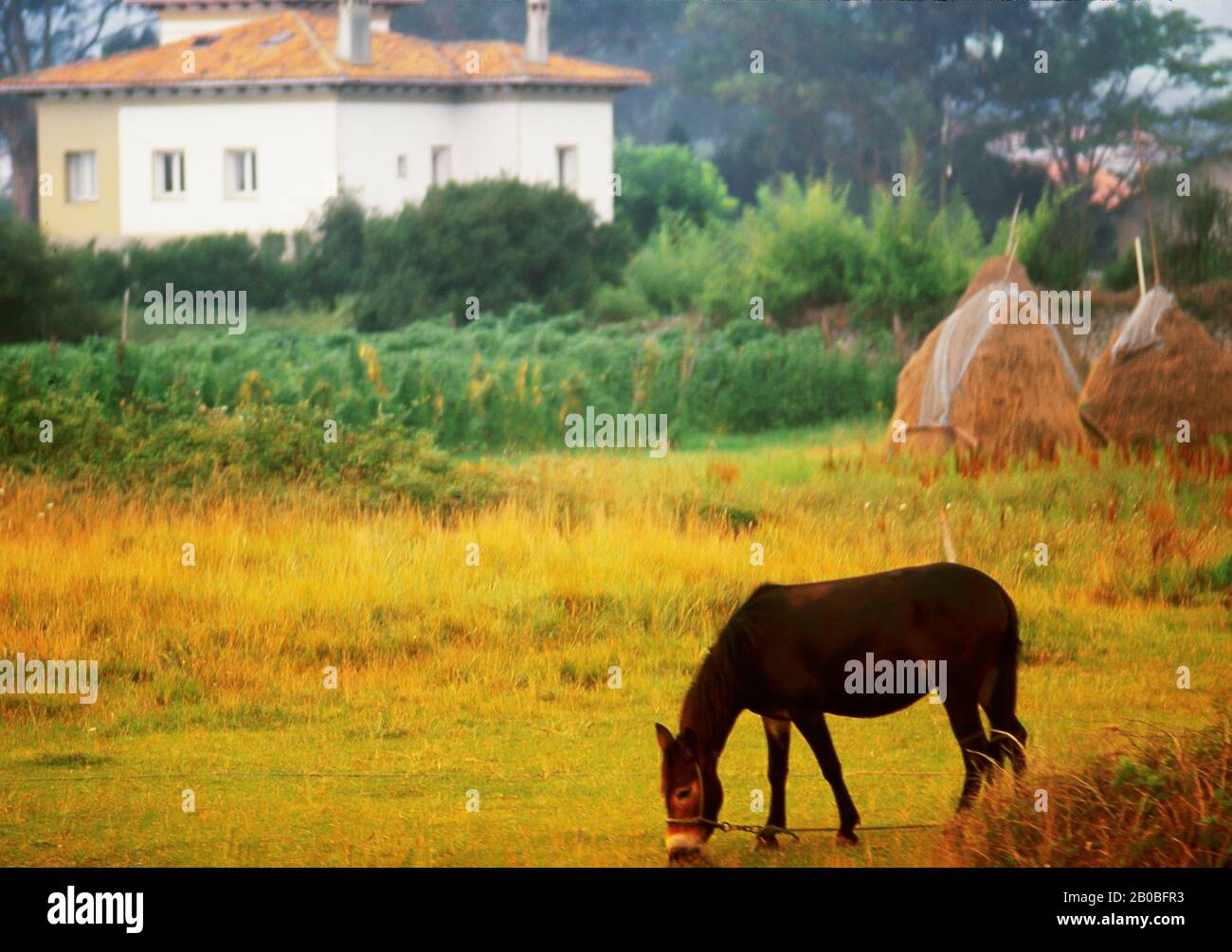 House donkey mammals hi-res stock photography and images - Alamy