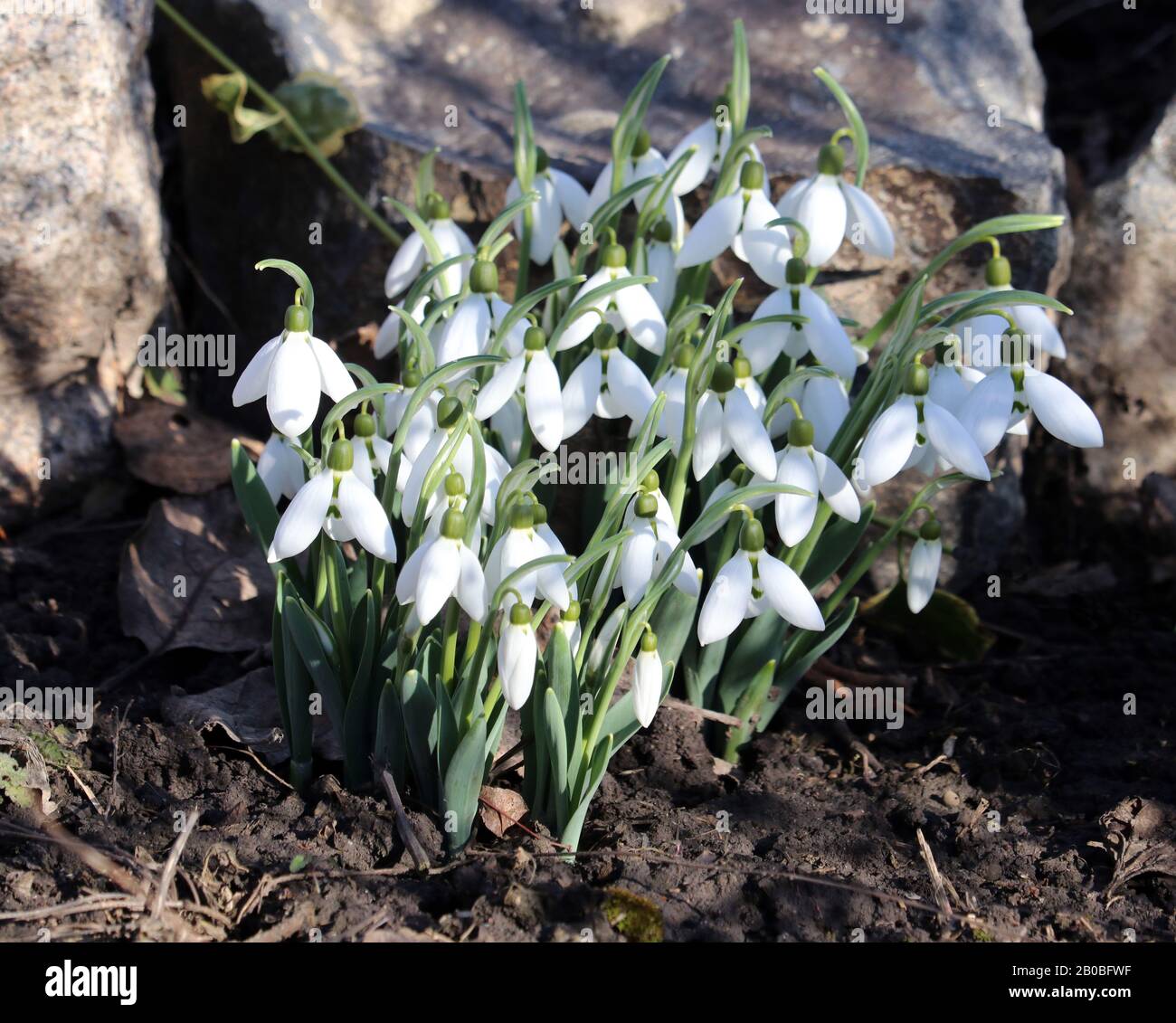 The first blossom of spring hi-res stock photography and images - Alamy