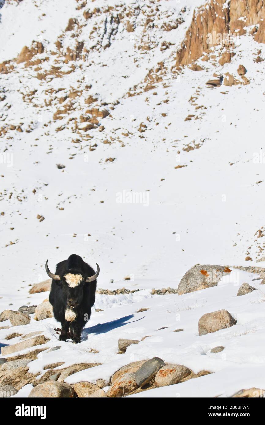 Domestic Yak (Bos mutus gruniens), Ulley valley. Himalayas. Ladakh ...