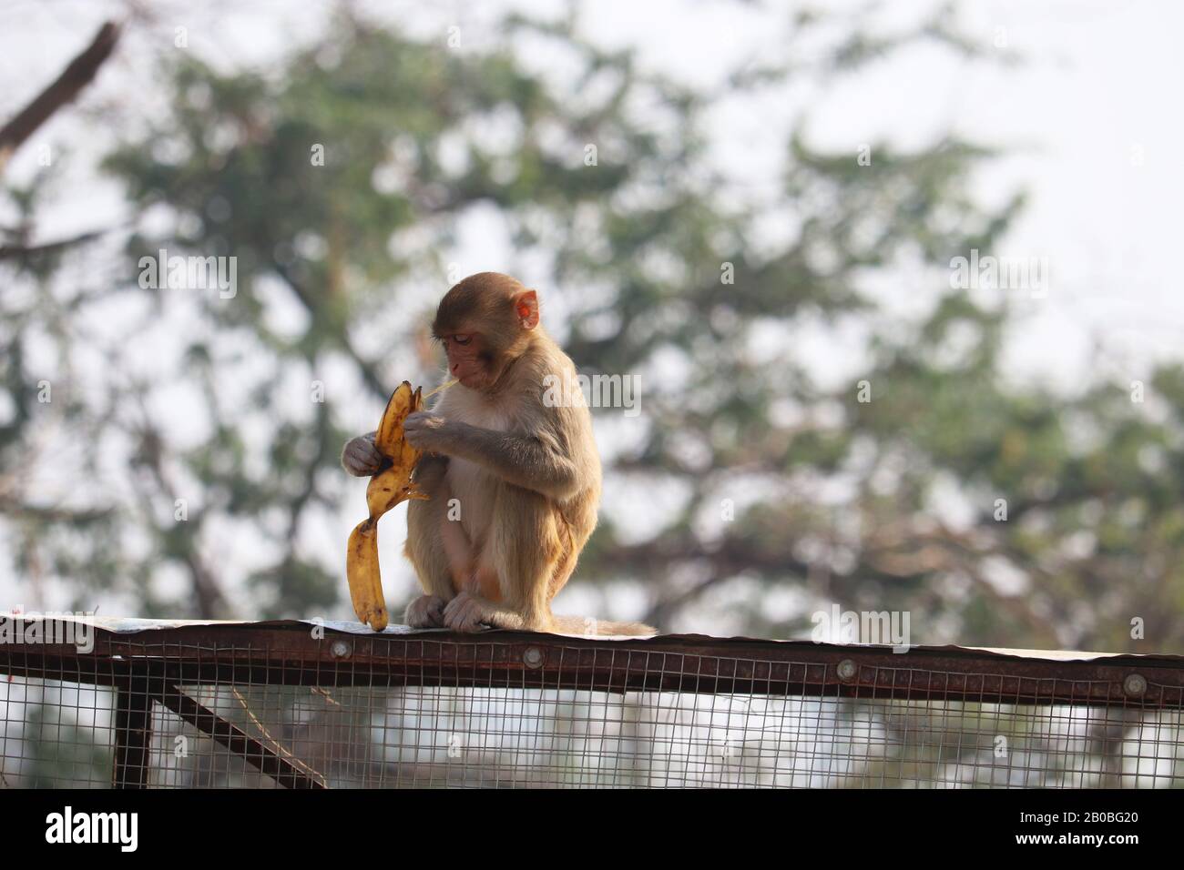 Monkey sits on a metal grid and eats a banana Stock Photo - Alamy