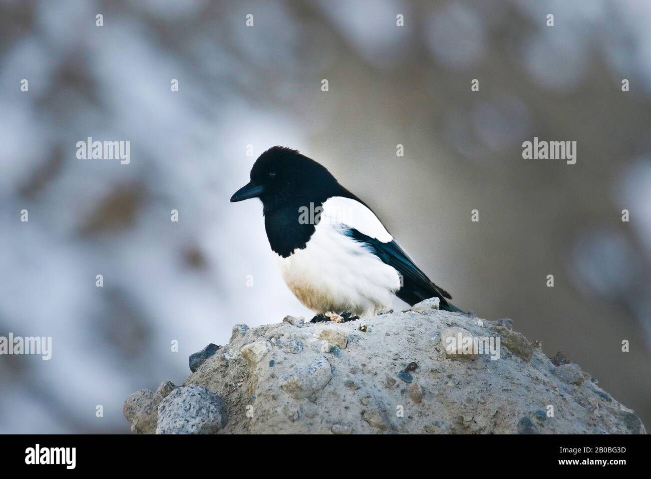 Eurasian Magpie (Pica pica). Ulley valley. Ladakh, Himalayas. India ...