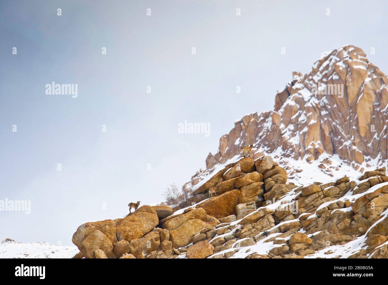 Himalayan Ibex (Capra sibirica hemalayanus), Ulley Valley. Ladakh ...