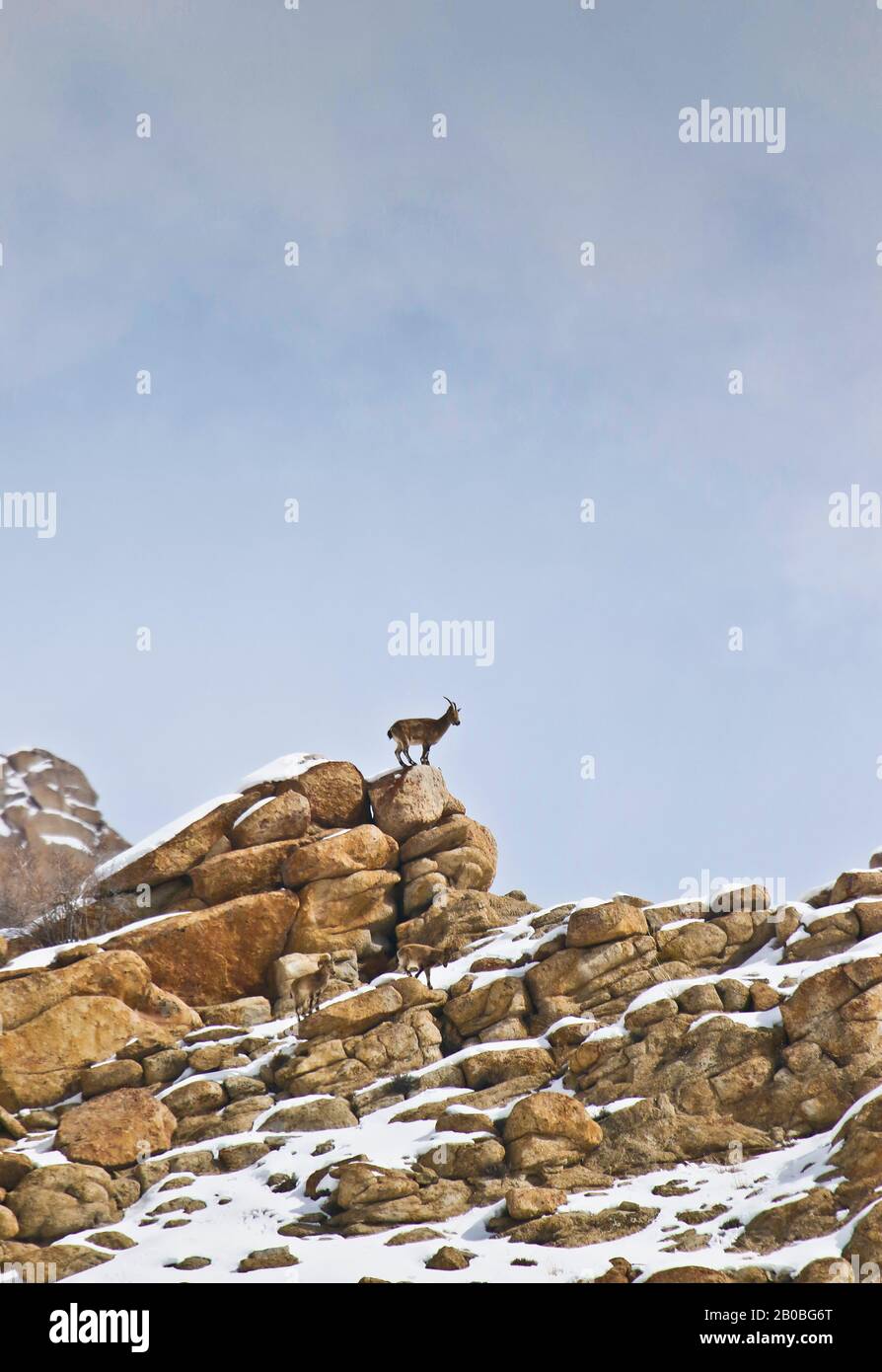 Himalayan Ibex (Capra sibirica hemalayanus), Ulley Valley. Ladakh ...