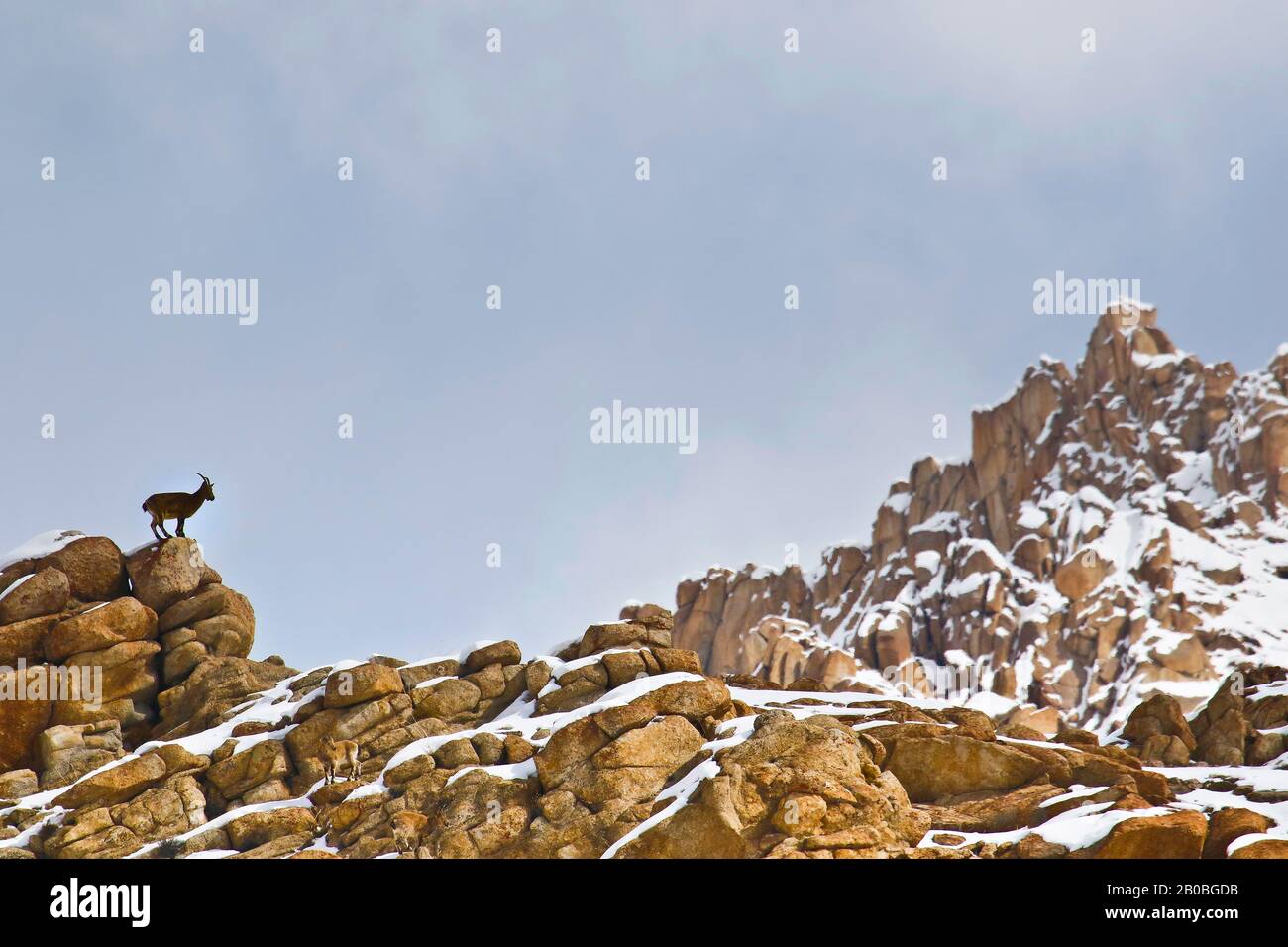 Himalayan Ibex (Capra sibirica hemalayanus), Ulley Valley. Ladakh ...