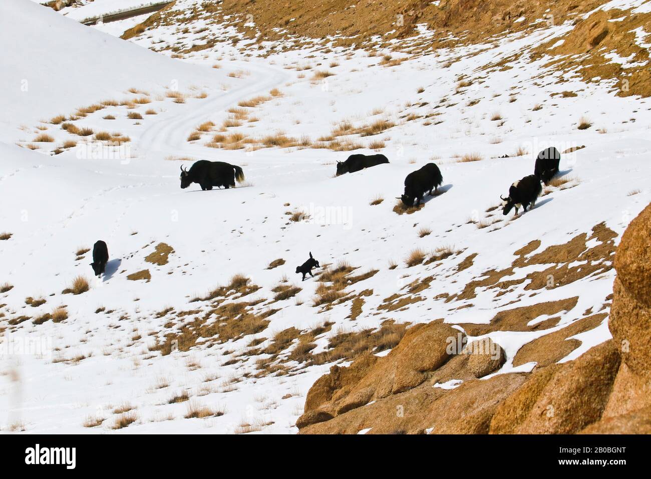 Yak bos mutus hi-res stock photography and images - Alamy