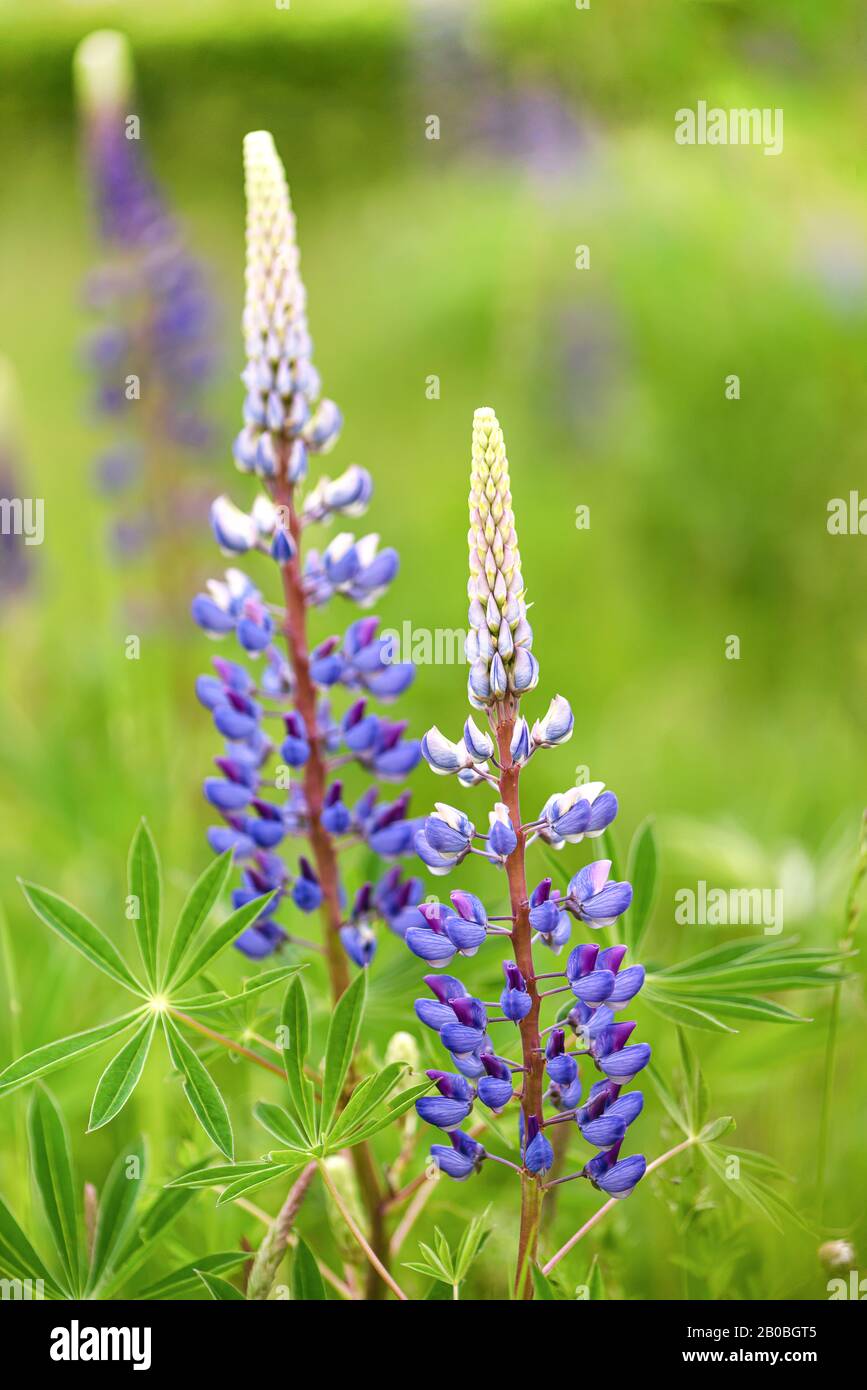 Beautiful blooming of blue lupin flowers growing in a summer meadow ...
