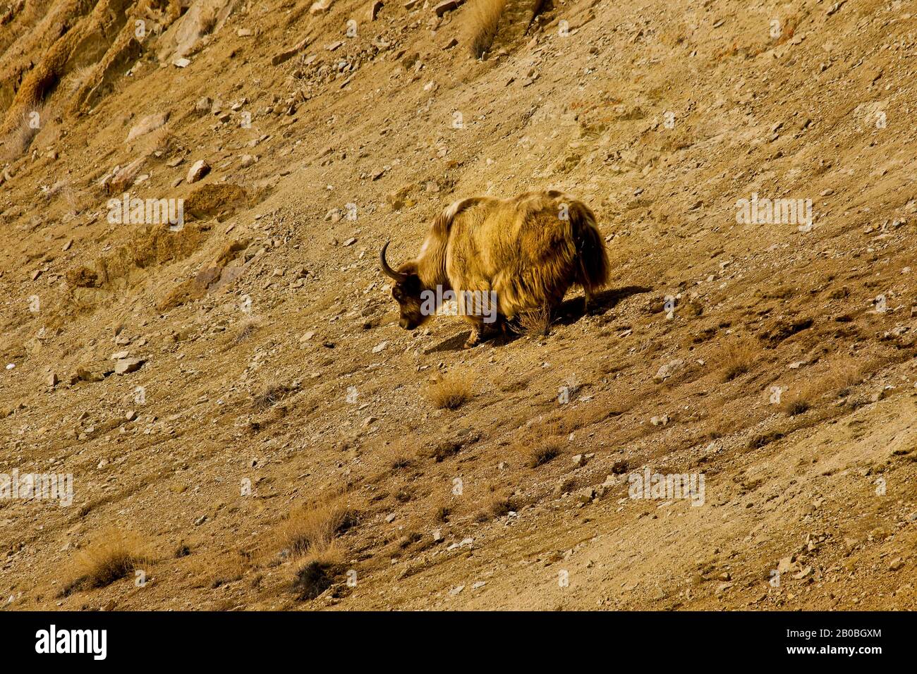 Domestic Yak (Bos mutus gruniens), Ulley valley. Himalayas. Ladakh ...