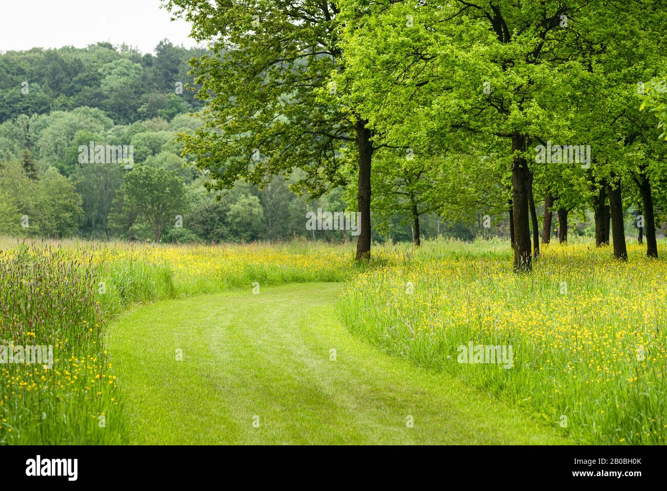 Green grass path in the park with big trees and yellow wildflowers ...