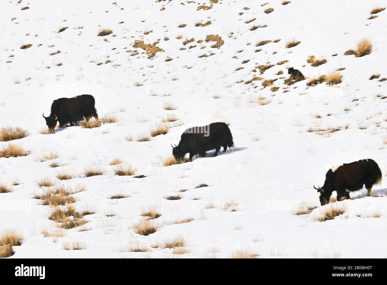 Domestic Yak (Bos mutus gruniens), Ulley valley. Himalayas. Ladakh ...